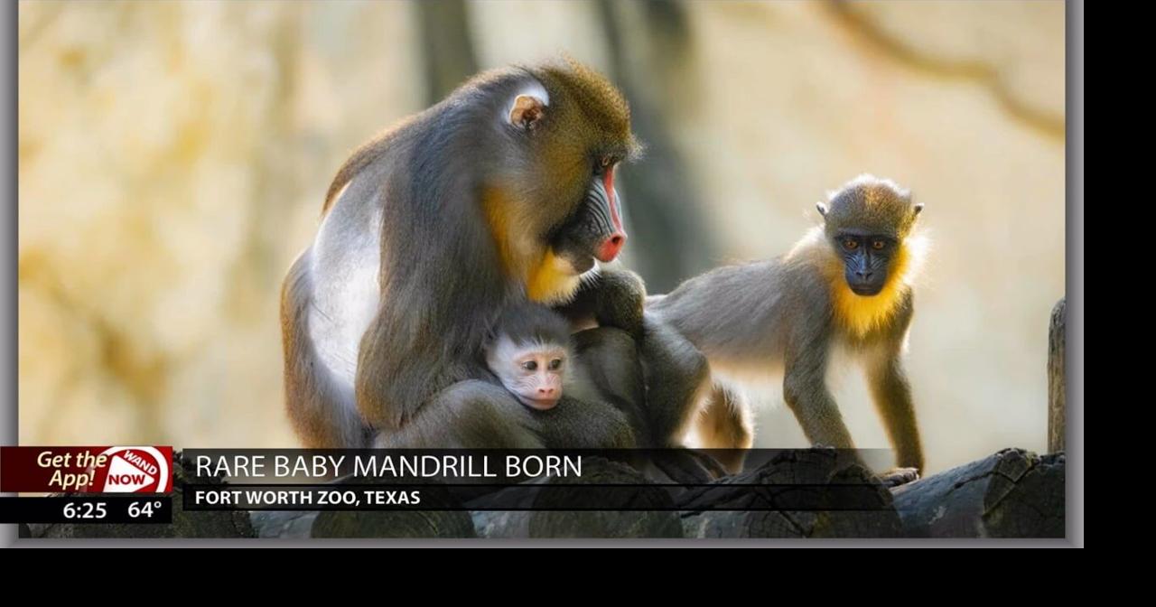 Rare baby Mandrill born at Fort Worth Zoo | News | wandtv.com