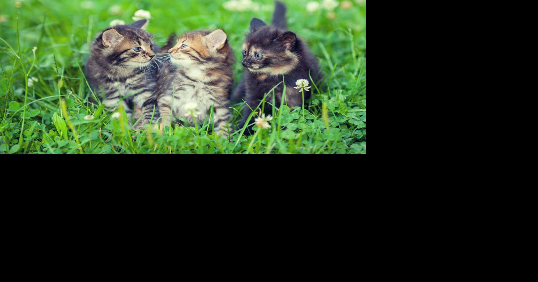 APL Springfield IL to host Kitten Shower event on Saturday | Community ...