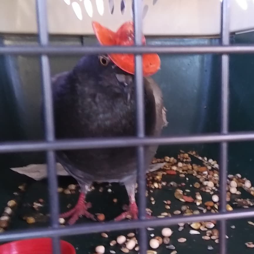Pigeon seen wearing cowboy hat rescued | Top Stories | wandtv.com