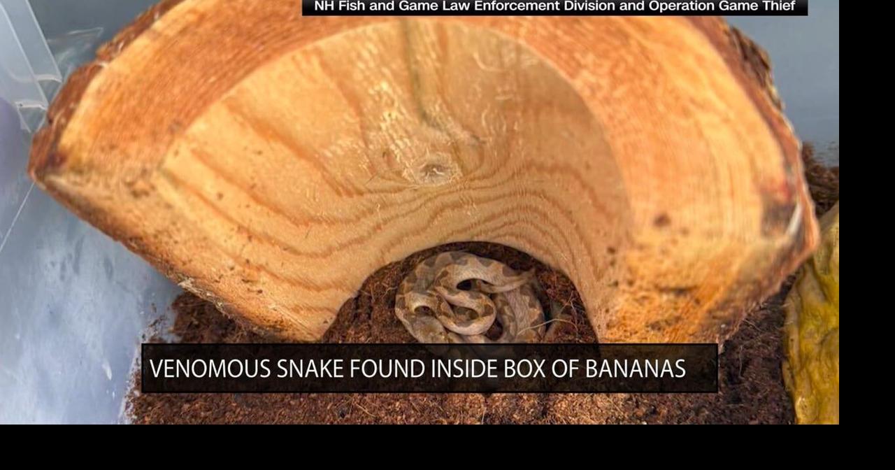 Venomous snake found inside box of bananas | Videos | wandtv.com
