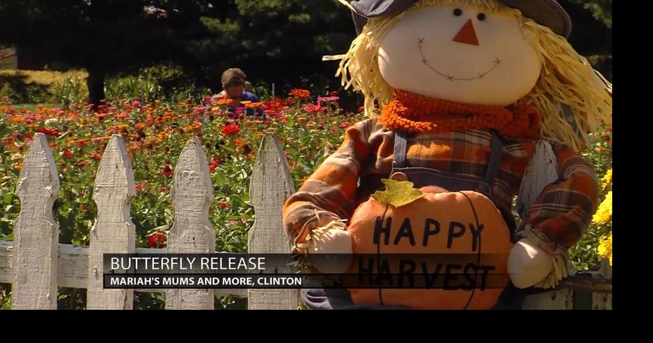 Clinton farm hosts butterfly release | News | wandtv.com