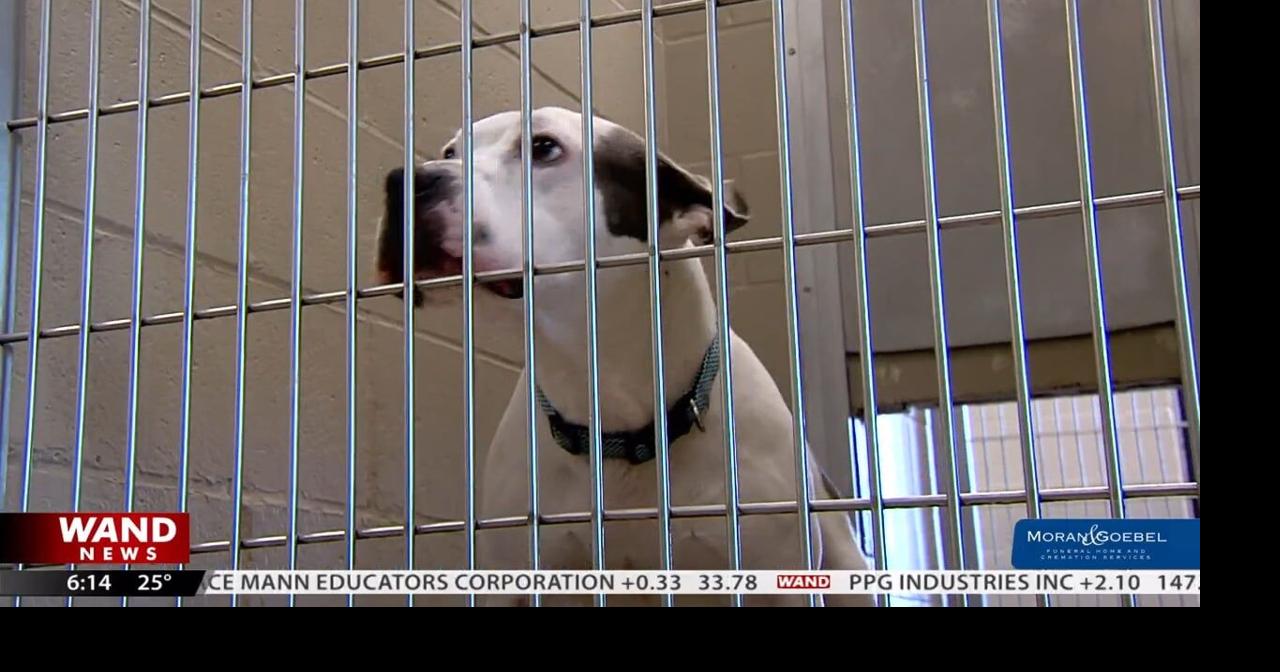Local businesses fund dog adoptions | News | wandtv.com