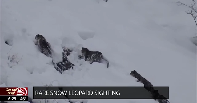 Rare snow leopard sighting | Videos | wandtv.com