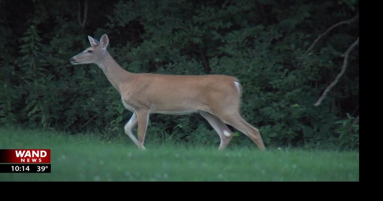 Deer at Dusk: keeping an eye out while driving | News | wandtv.com