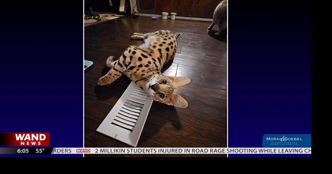 African serval cat on the loose in Decatur | News | wandtv.com