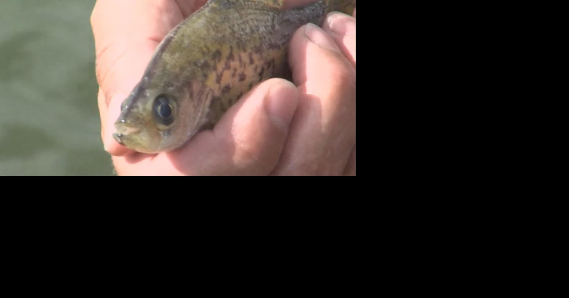 Clinton Lake is Crappie fishing destination | News | wandtv.com