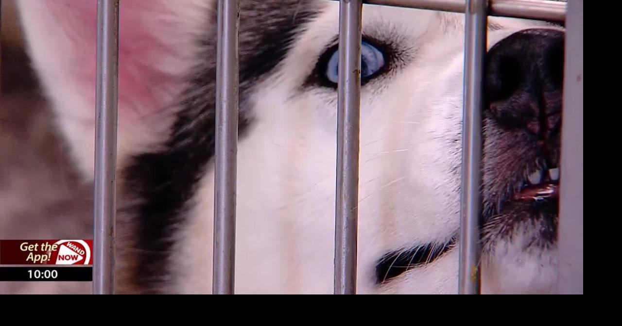 Online reporting for animal cruelty cases coming soon to Macon Co ...