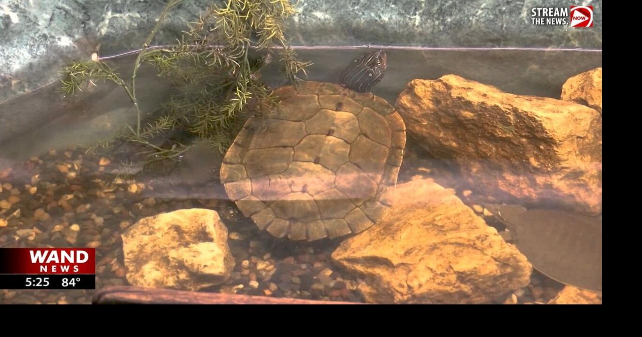 Sloooooooooooow down: It's turtle crossing season in Iowa | Videos ...