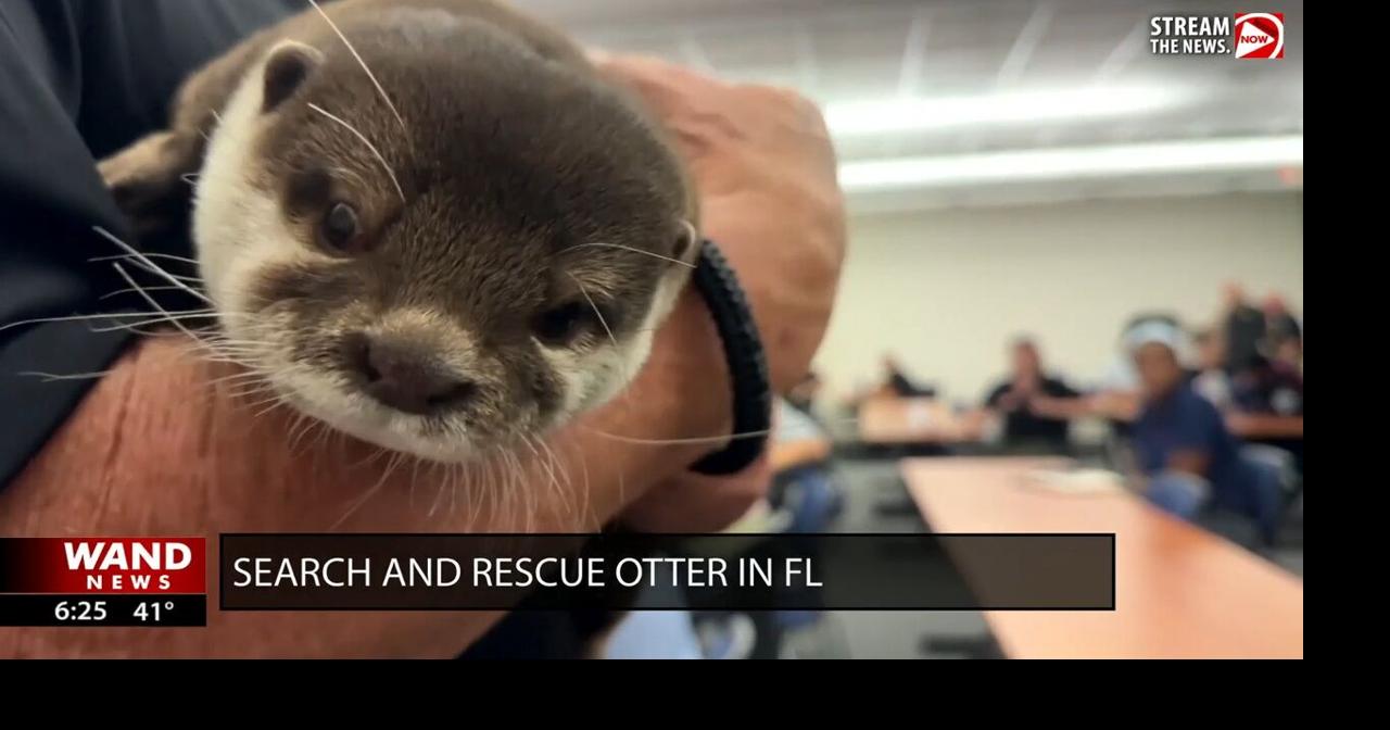 Making a Splash: First search and rescue otter officer on duty | Videos ...