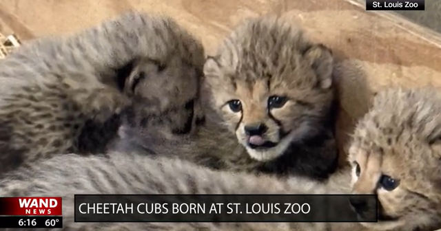 Cheetah cubs born at St. Louis Zoo | Videos | wandtv.com