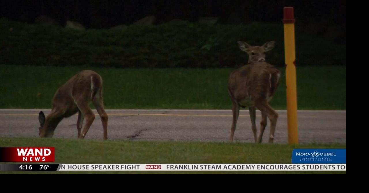 Road safety tips offered as deer season poses danger for drivers ...
