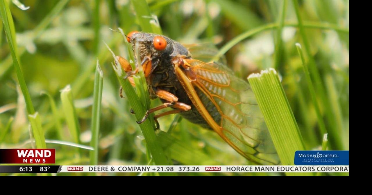 Cicada egg-eating mites causing bites and rashes | News | wandtv.com