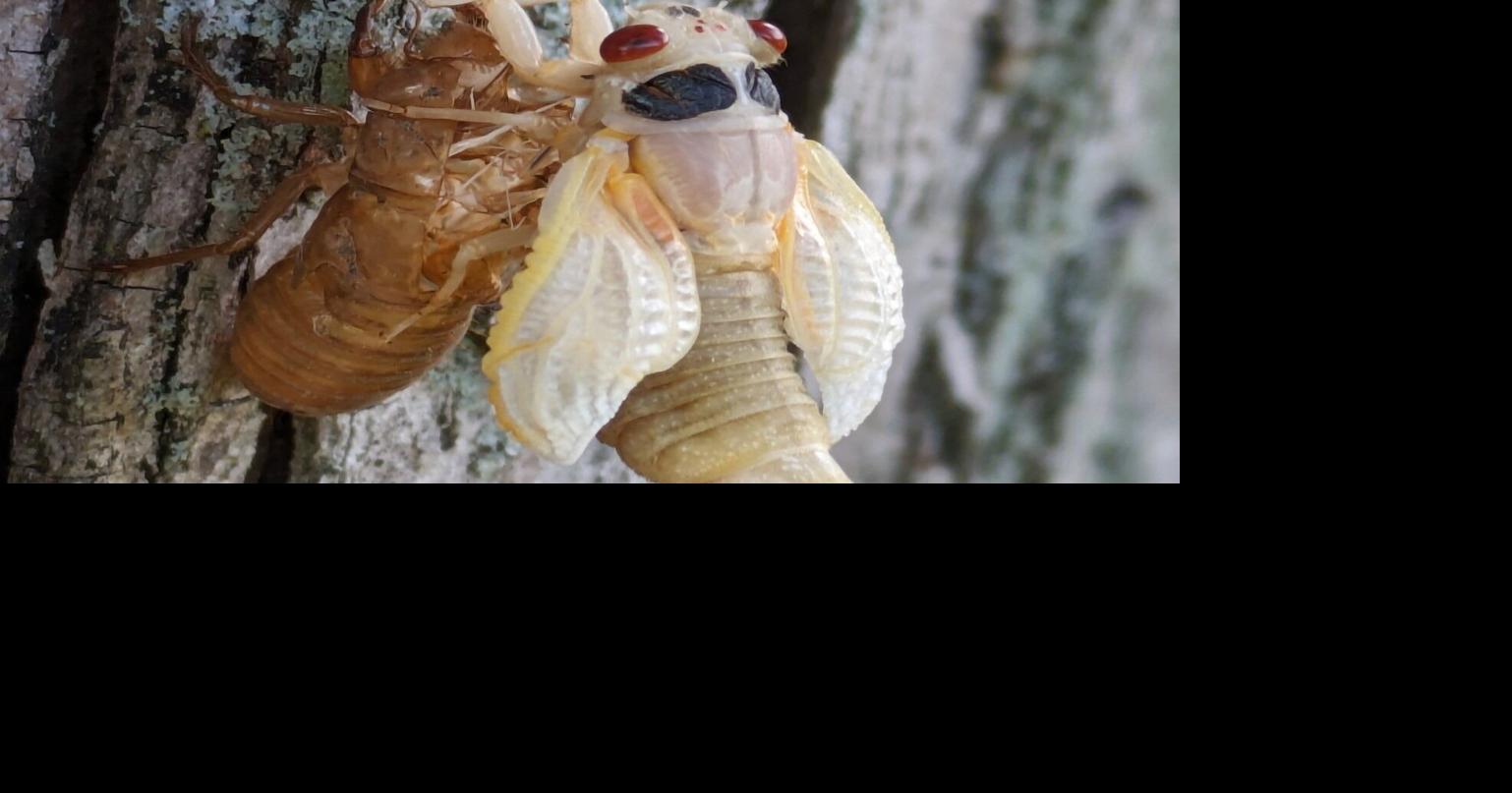 Seeing white cicadas in Illinois? No, they're not mutated. Here's what ...