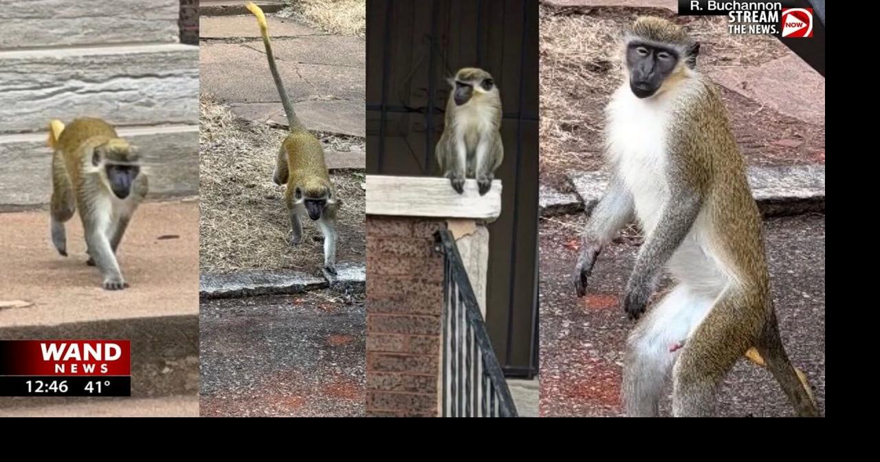 Monkeys are on the loose in St. Louis and AI is complicating efforts to ...