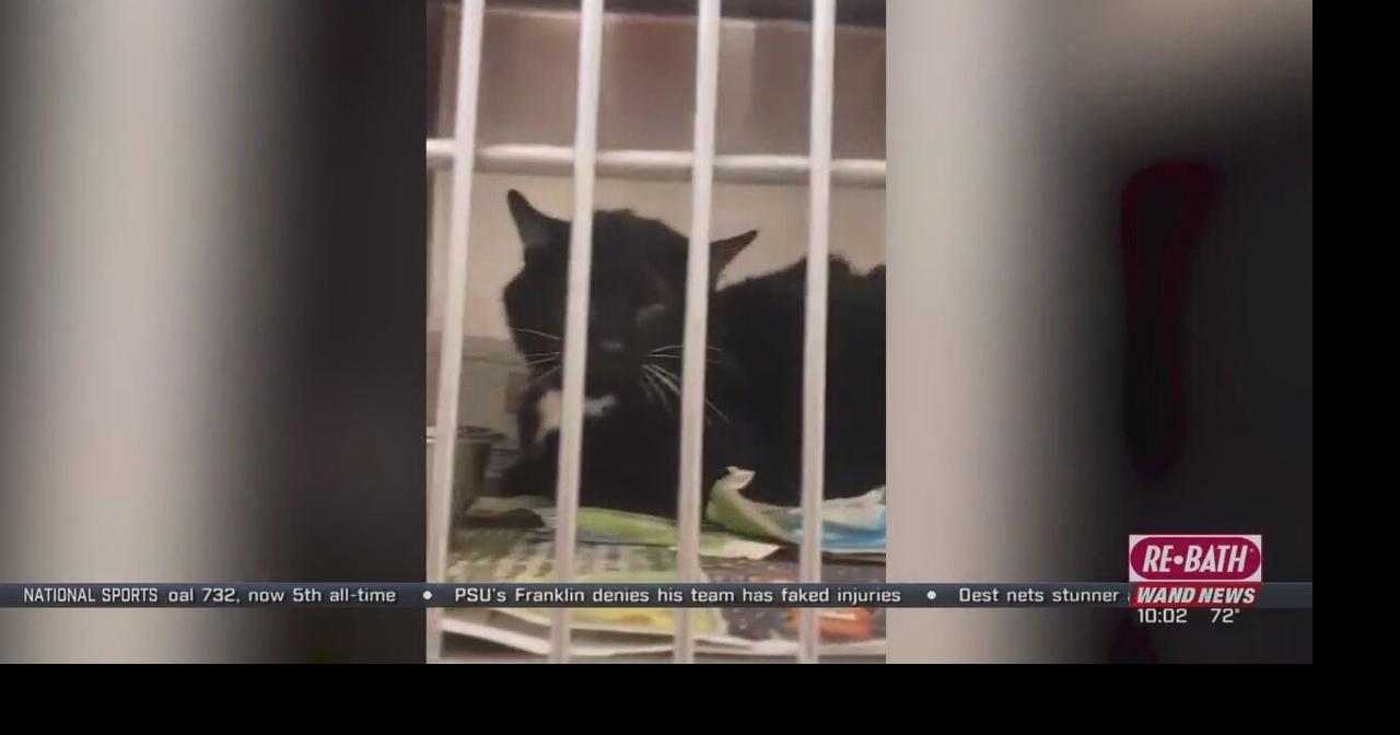 WILD Canine Rescue protests dangerous conditions at Sangamon County ...