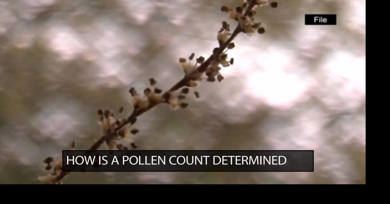 What is a pollen count and how can you find relief? | Community ...