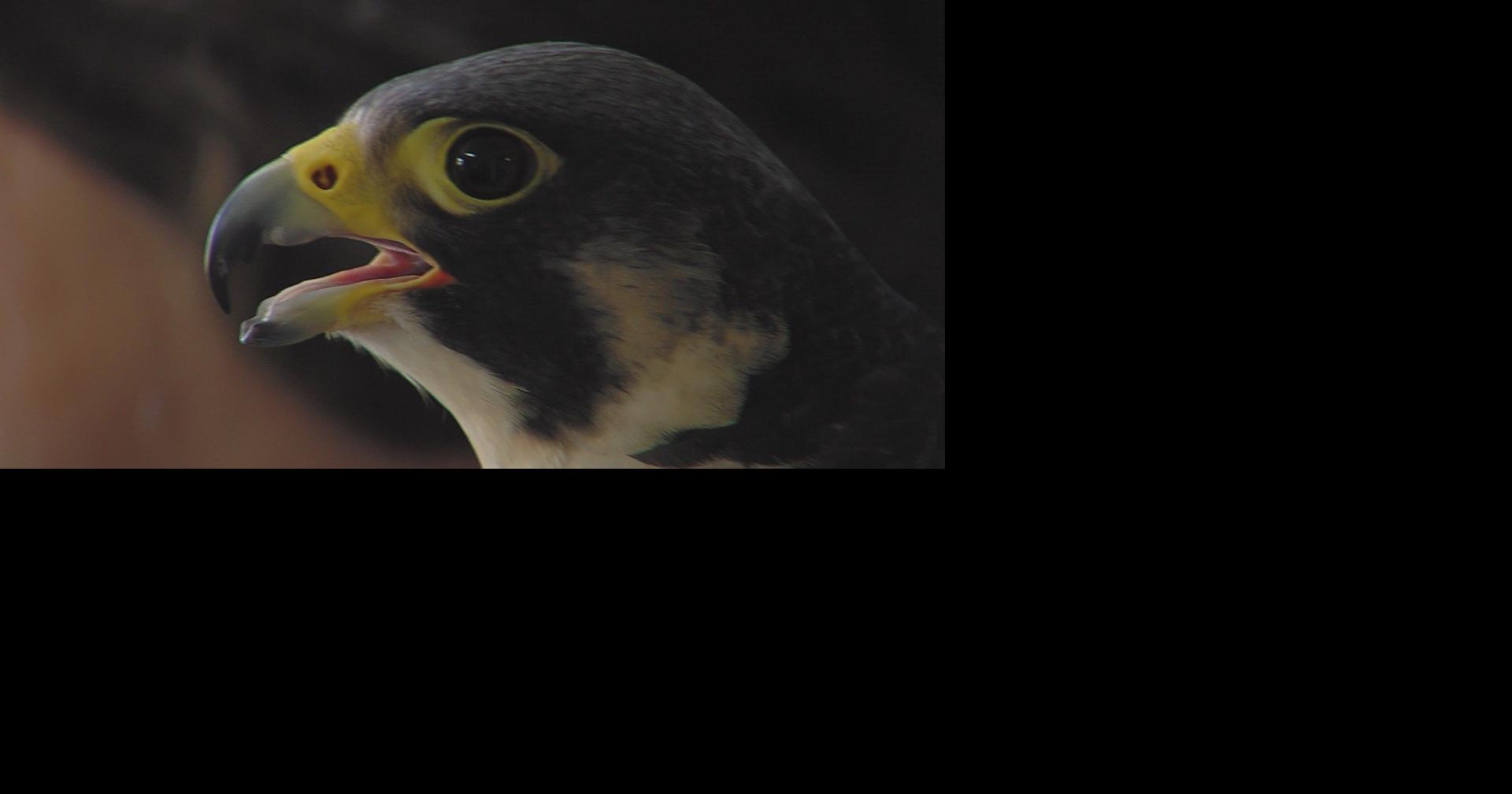Students get hands on lesson at Illinois Raptor Center | News | wandtv.com