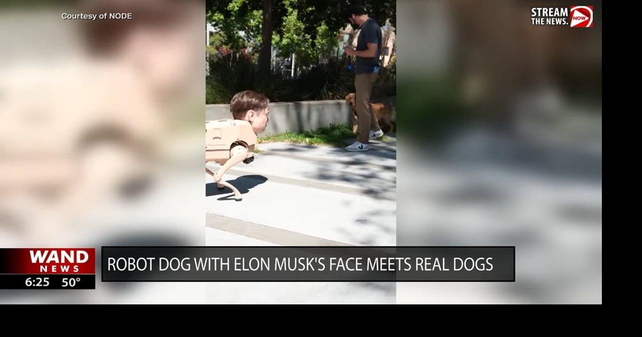 Robot dog with Elon Musk's face freaks out real dogs across San ...