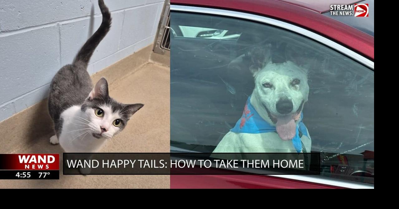 WAND's Happy Tails featuring Buttercup and Parker | Community | wandtv.com