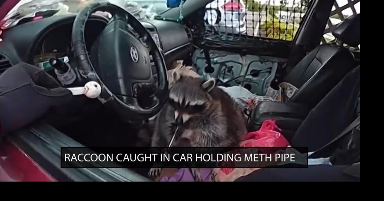 Raccoon caught with meth pipe | Videos | wandtv.com