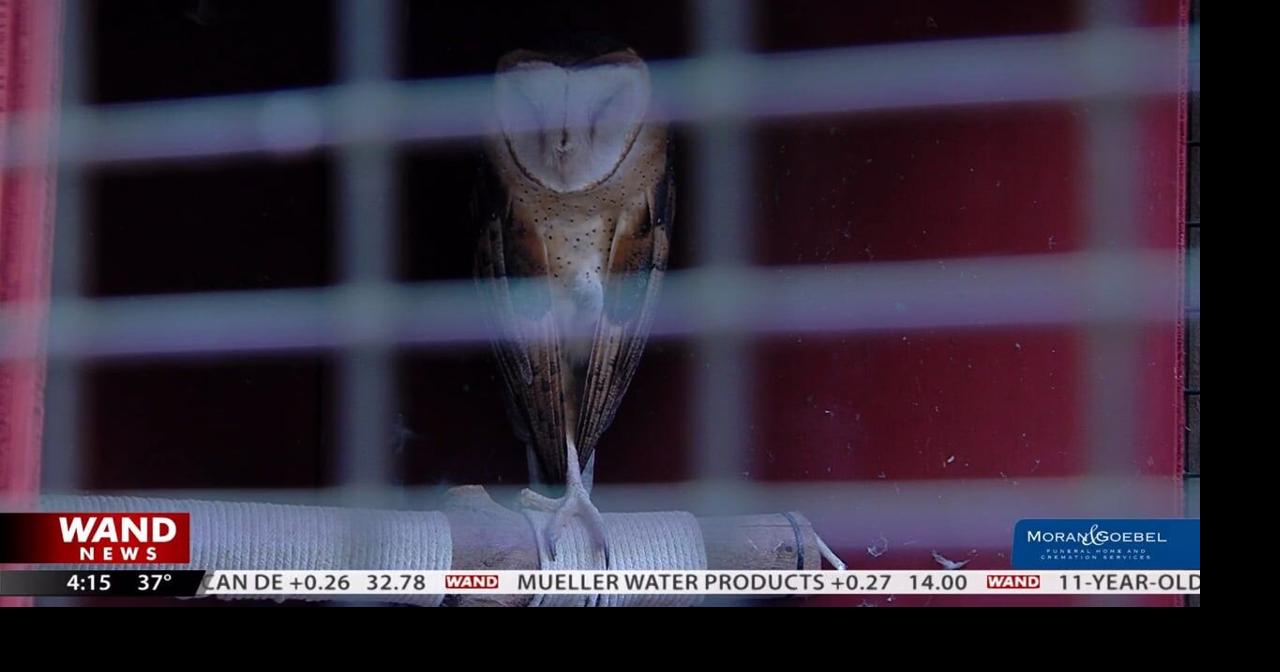 Barn Owl boxes installed in Macon County to help attract the species ...