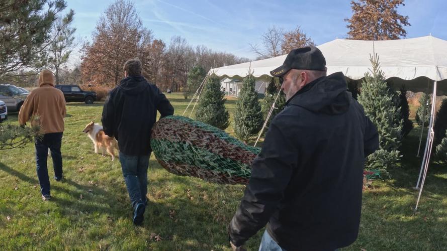 Christmas tree farm has long history in Taylorville community | News ...