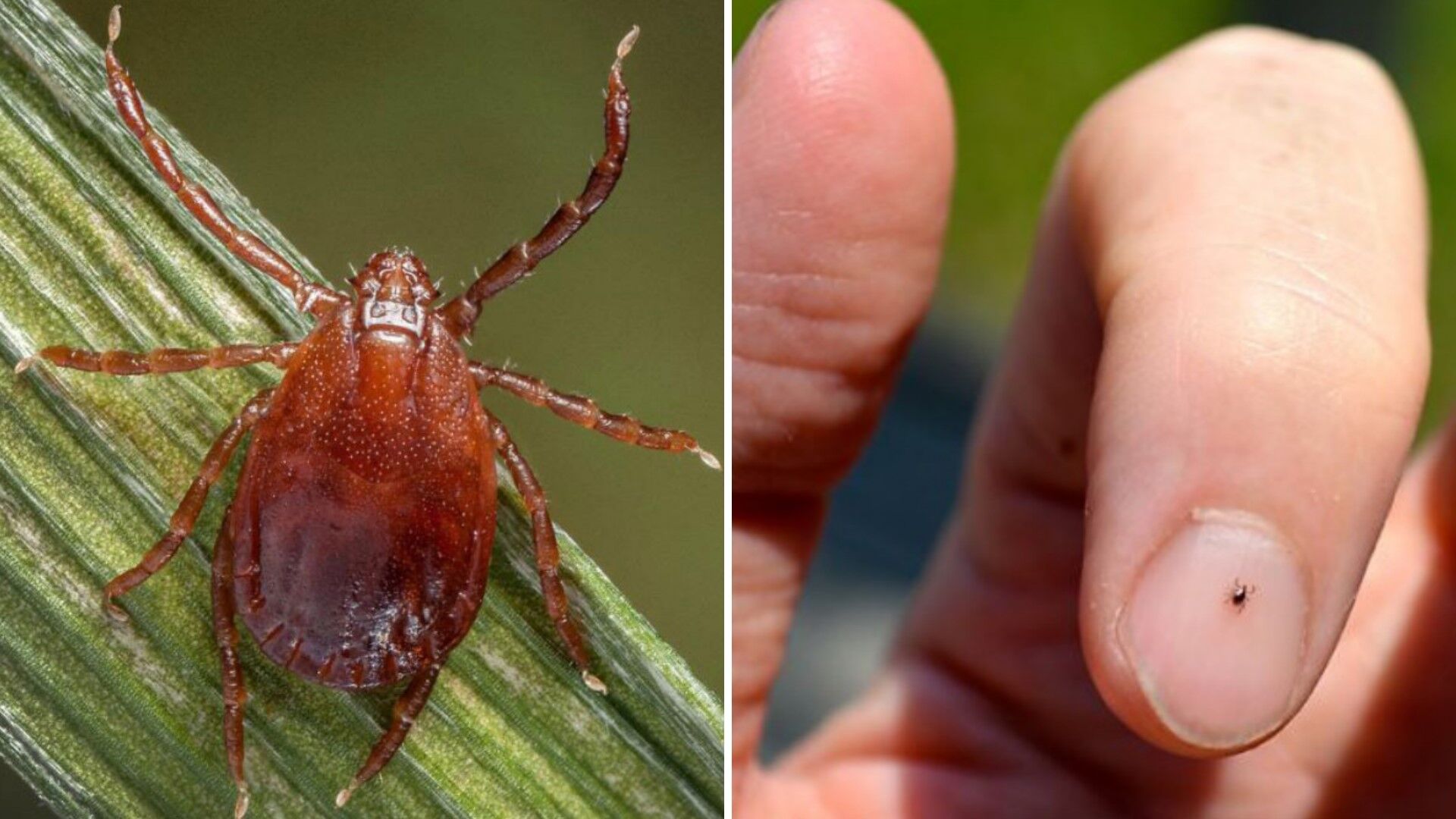 IDPH: Invasive tick species discovered in Illinois | News | wandtv.com