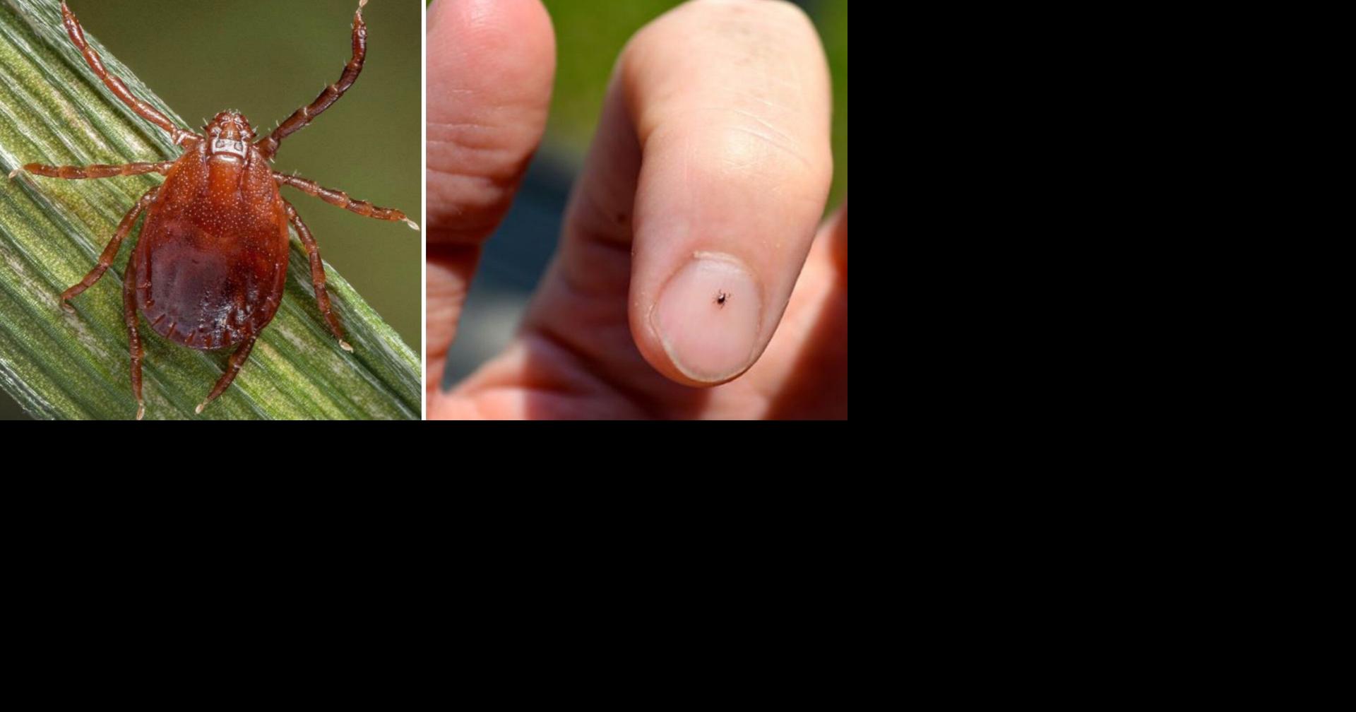 IDPH: Invasive tick species discovered in Illinois | News | wandtv.com