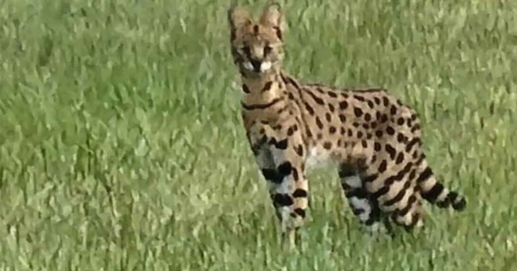 Macon County Animal Control 'no longer searching' for missing serval ...
