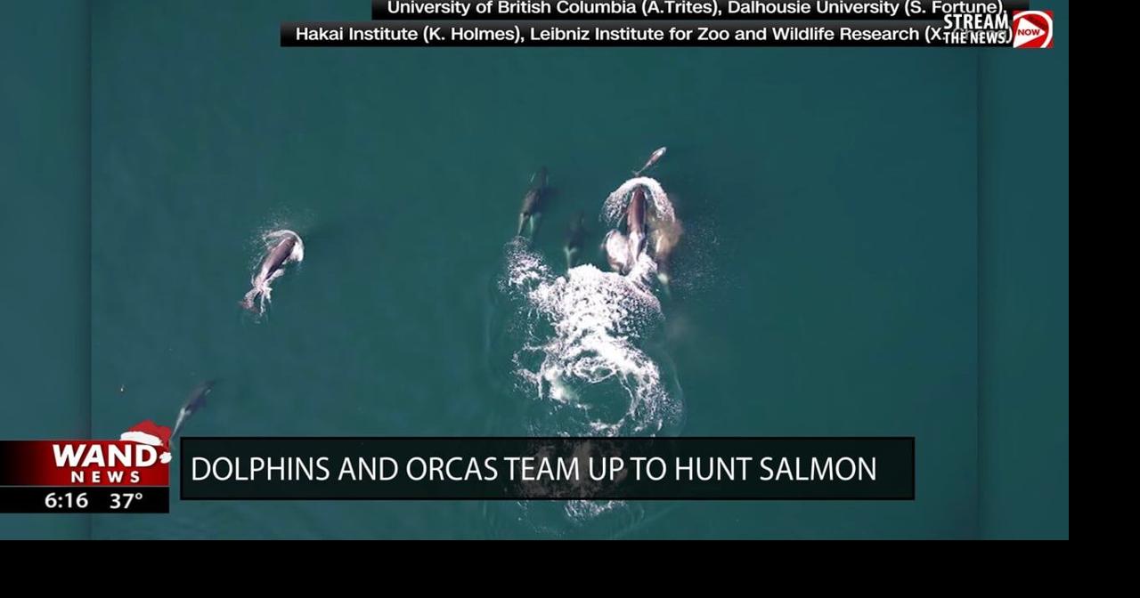 Teamwork makes the dream work! Orcas and dolphins team up to hunt ...