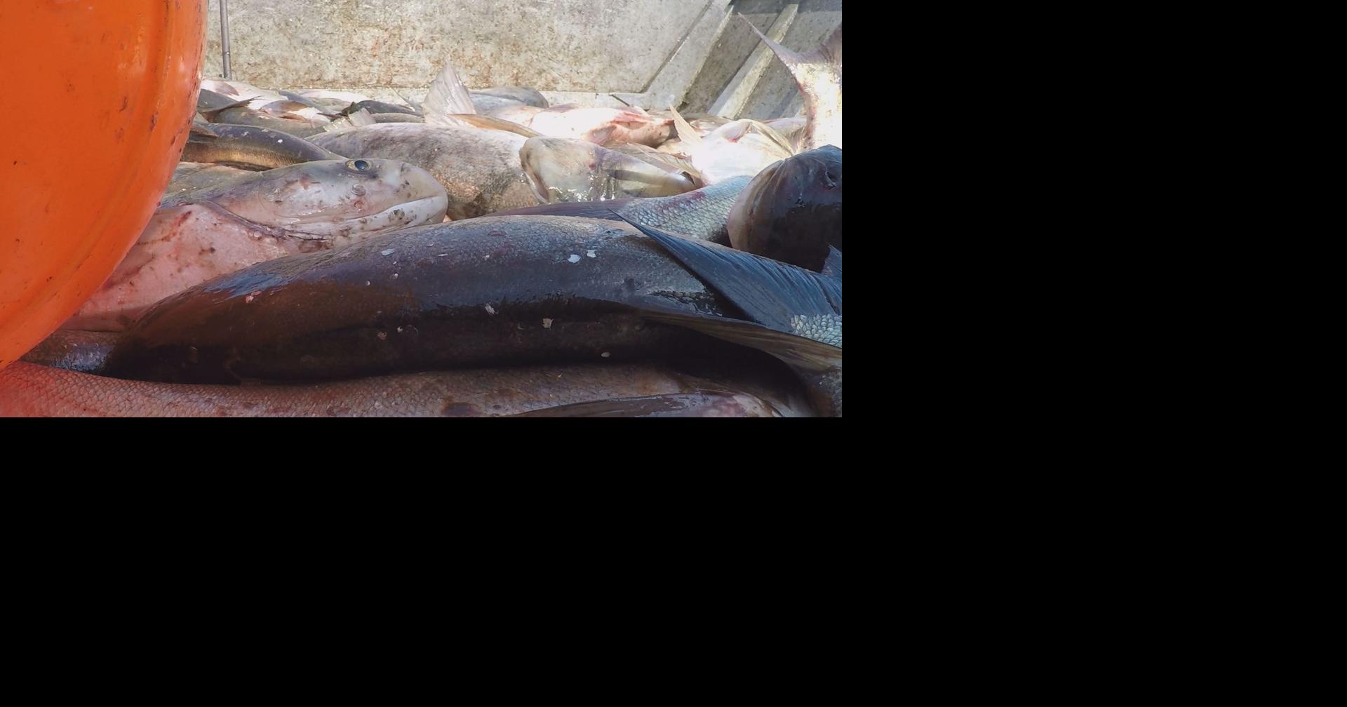 Lt. Gov. Sanguinetti opposing new Asian carp migration plan | News ...