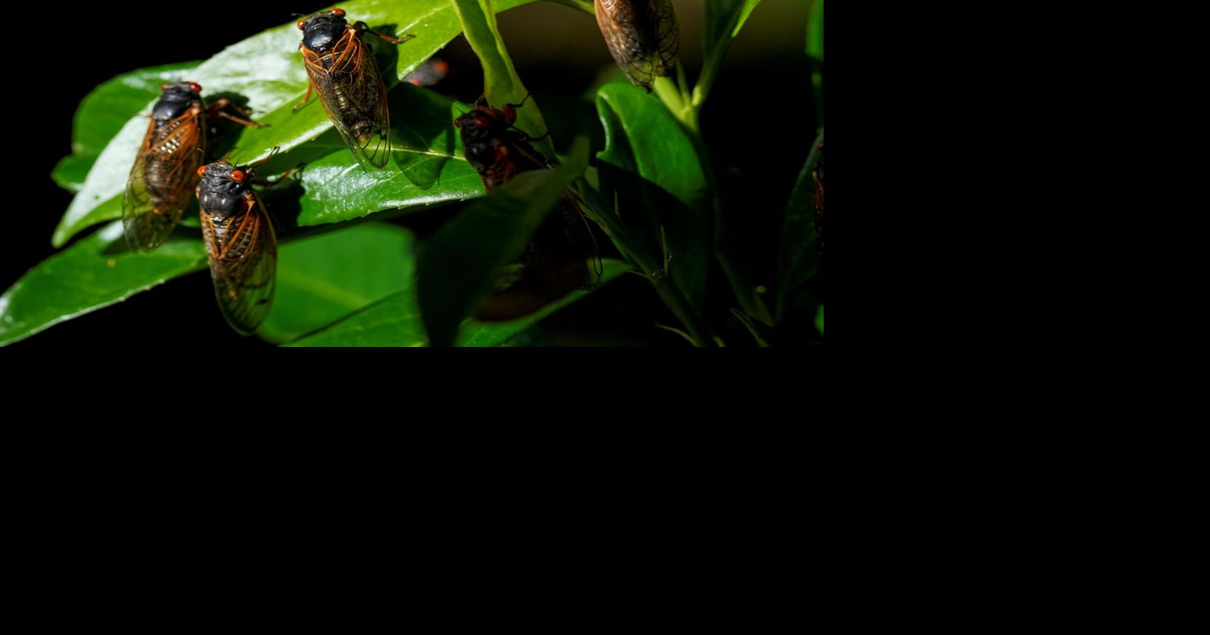 The cicada invasion could damage your car. Here's how and what drivers ...