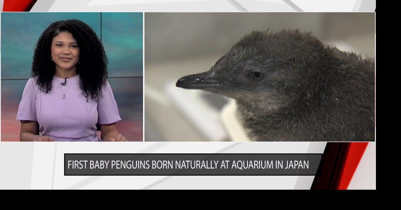 First baby penguins born naturally at aquarium in Japan | Videos ...