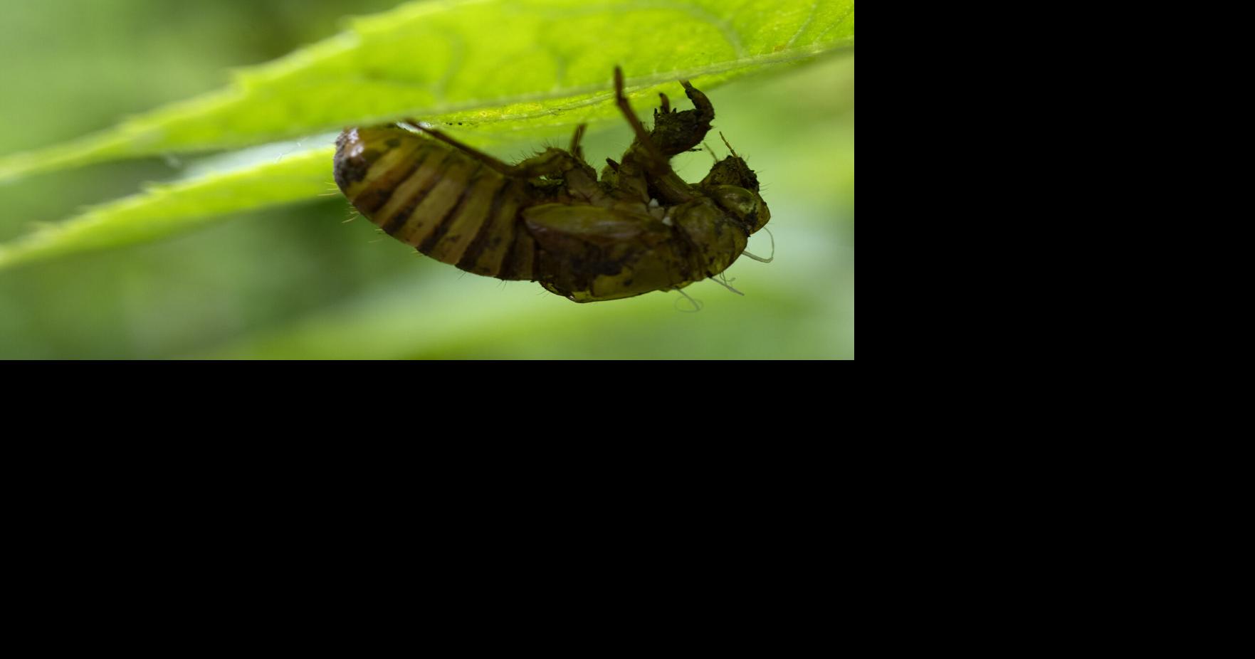 Illinois' cicada invasion isn't over yet. Here's why and what happens ...
