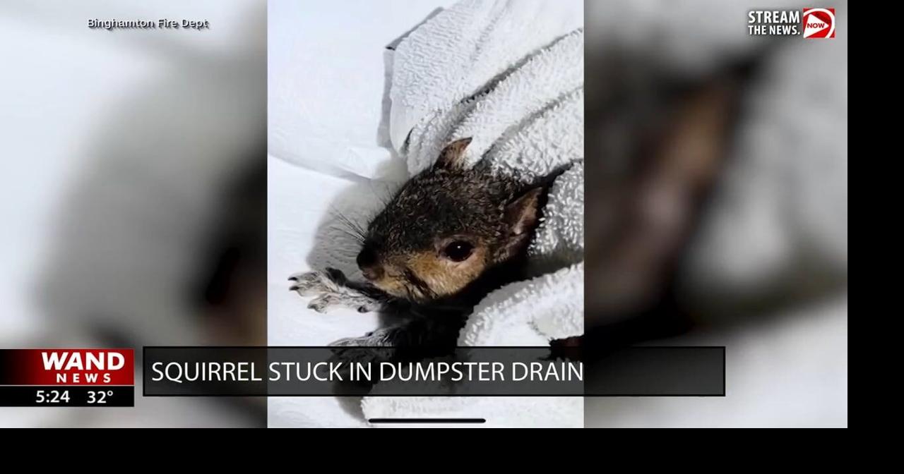 Oh nuts! Squirrel stuck in dumpster drain | Videos | wandtv.com