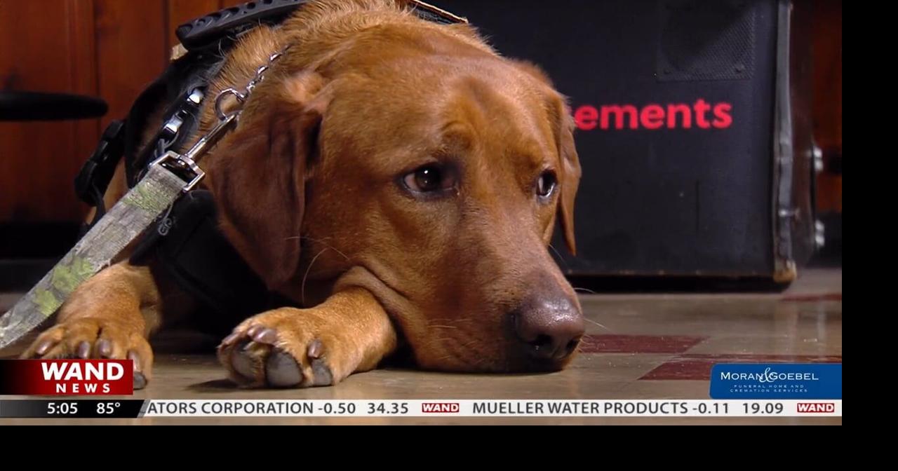 Mission K9 Warrior seeks donations as need increases | News | wandtv.com