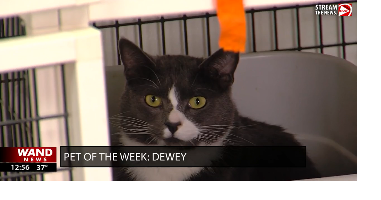Meet the Pets of the Week | Videos | wandtv.com