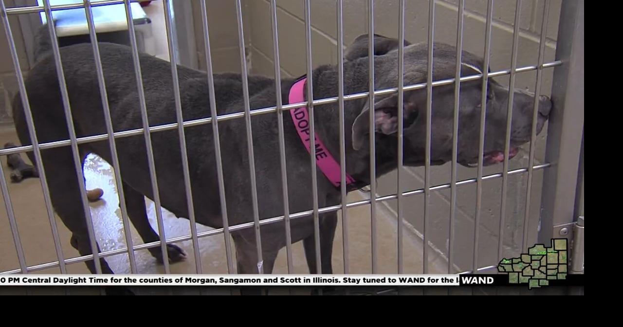 Macon County Animal Control says all kennels are full | Community ...