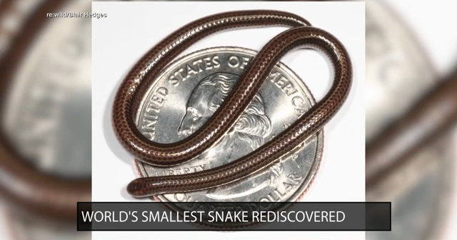 the world's smallest snake
