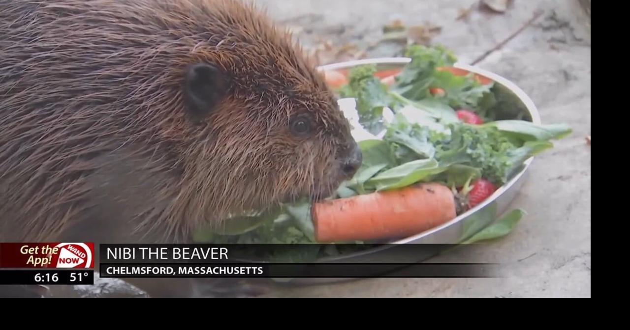 Nibi the beaver's potential release into the wild sparks controversy ...