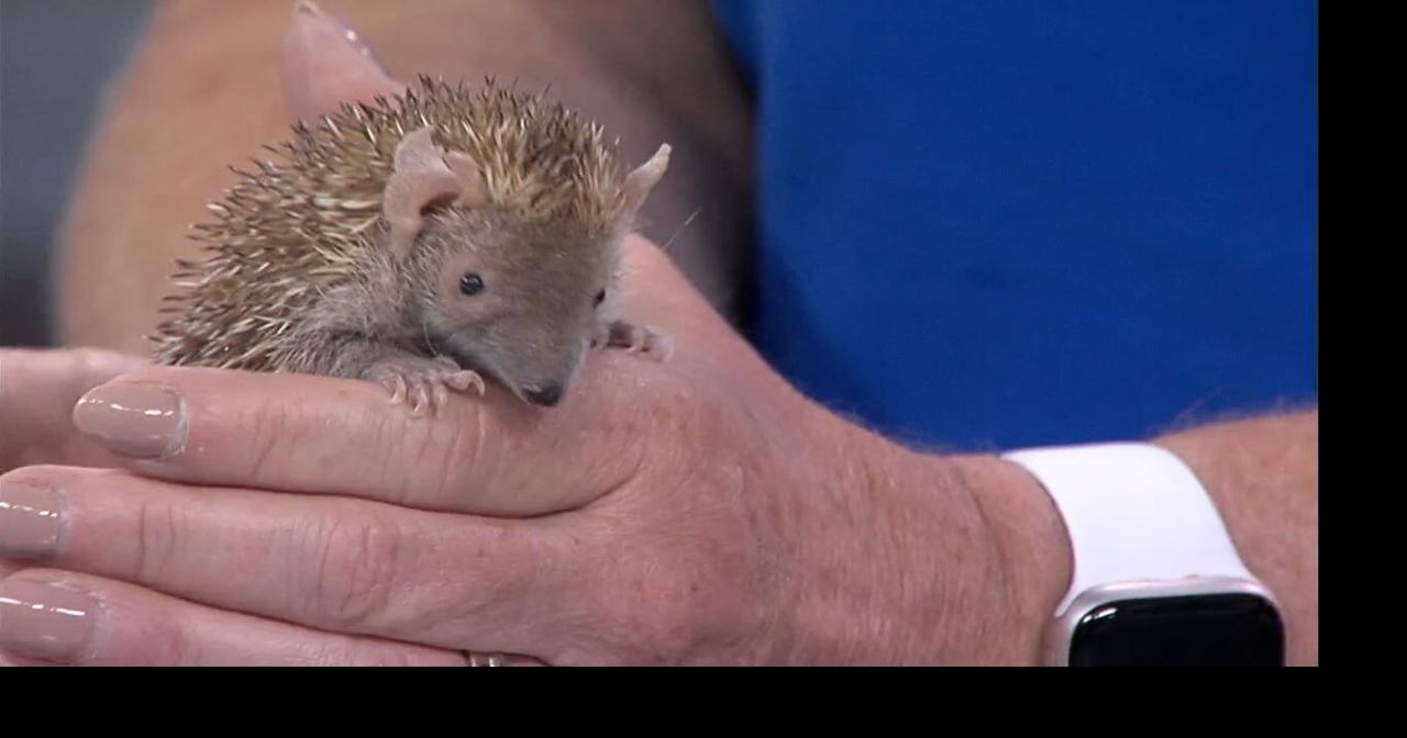 Lesser hedgehog tenrec visits the WAND studios from Scovill Zoo ...