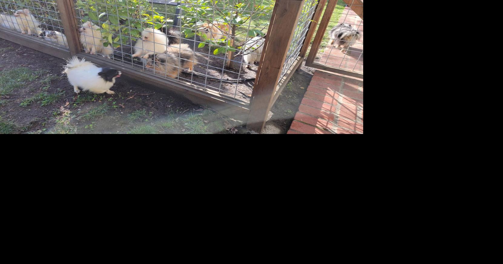 ‘They Don't Deserve This': 70 Dogs Displaced Following Martinez Garage ...