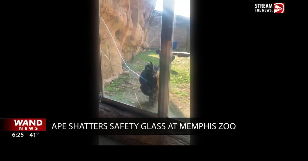 Ape shatters glass at Memphis Zoo exhibit | Videos | wandtv.com