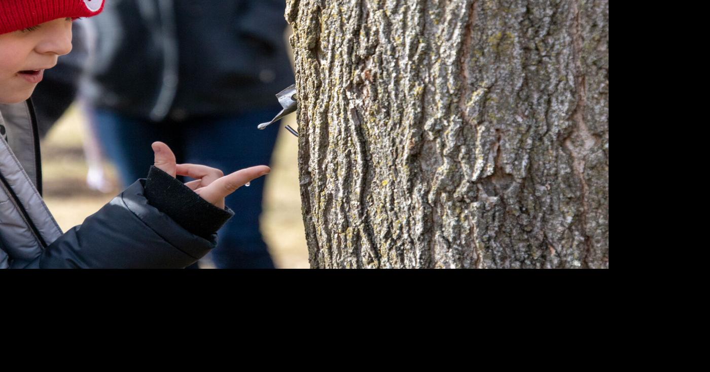 Get tapping | Learn about maple syrup with live demonstration ...