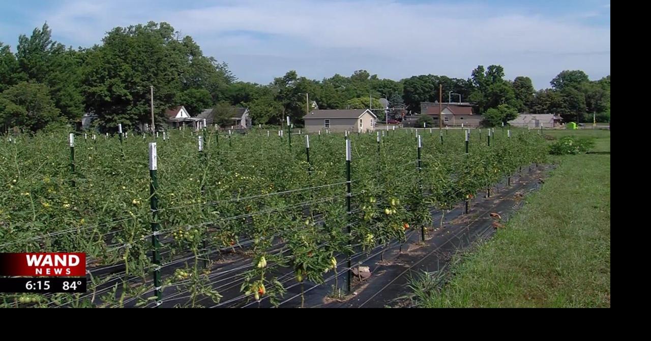 Mercy Gardens brings new life, fresh produce to Decatur neighborhood ...