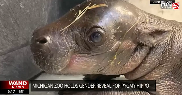 Michigan zoo holds gender reveal for baby pygmy hippo | Videos | wandtv.com
