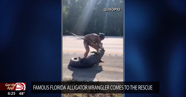 Famous alligator wrangler comes to the rescue | Videos | wandtv.com