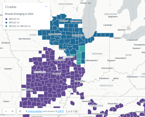 A map of where to expect cicadas in 2024 and which broods will hit ...