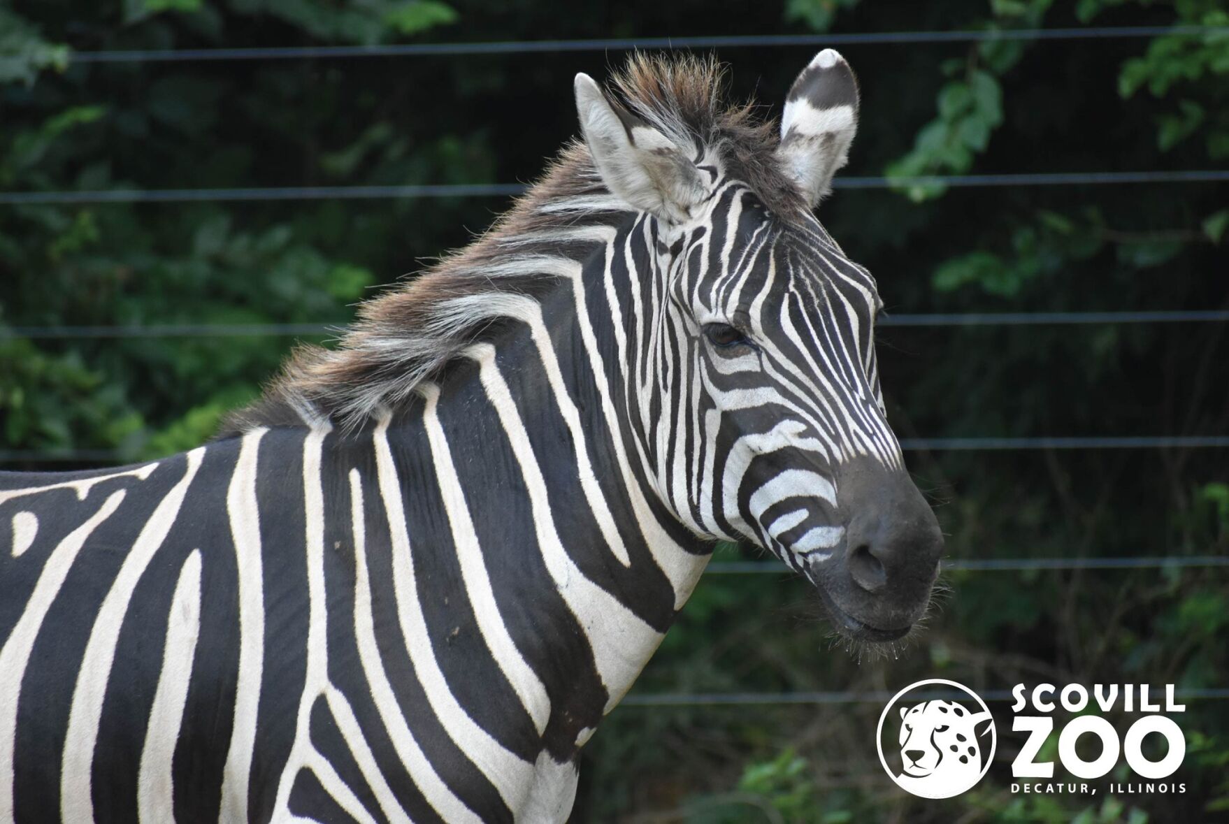Scovill Zoo introduces new zebra | Community | wandtv.com