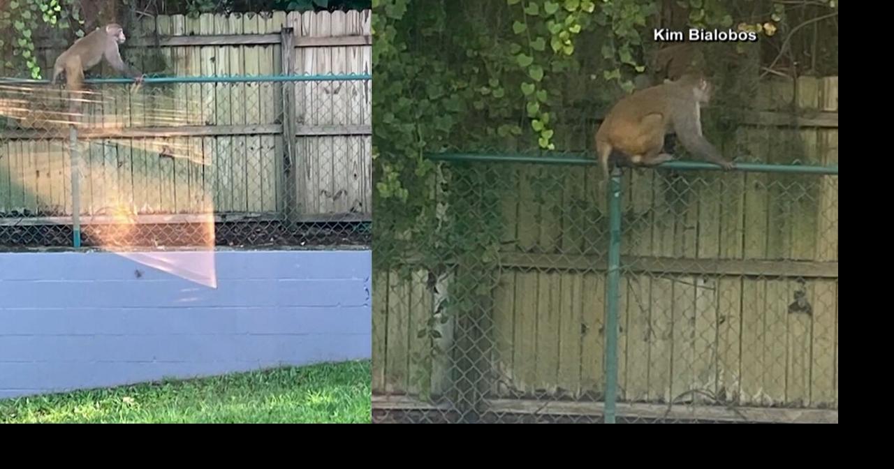 Officials: Multiple monkey sightings reported in Central Florida city ...